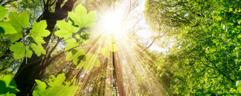 Timberpak GmbH - Kompetenz in Holz und Recycling