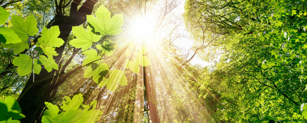 Timberpak GmbH - Kompetenz in Holz und Recycling